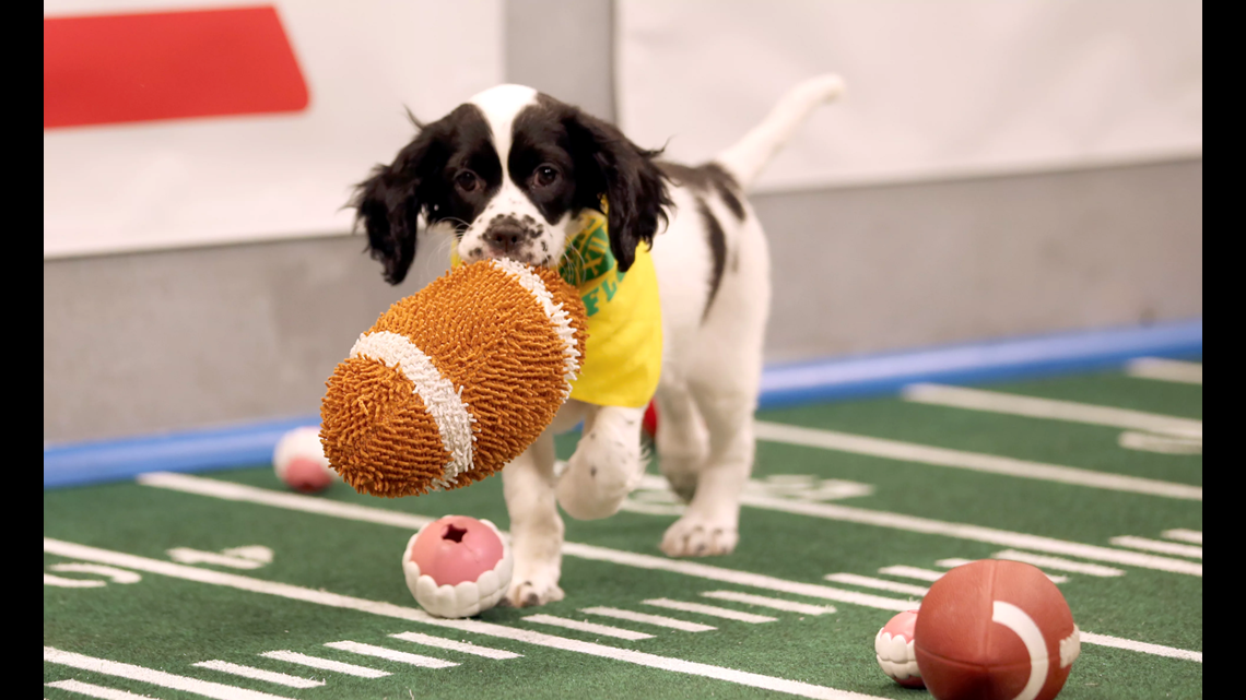 Puppy Bowl could bring new hope for shelter dogs | kare11.com